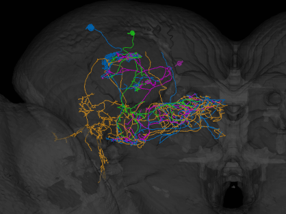 VirtualFlyBrain - Thousands of new neuron types from predicted connectomics data now on VFB